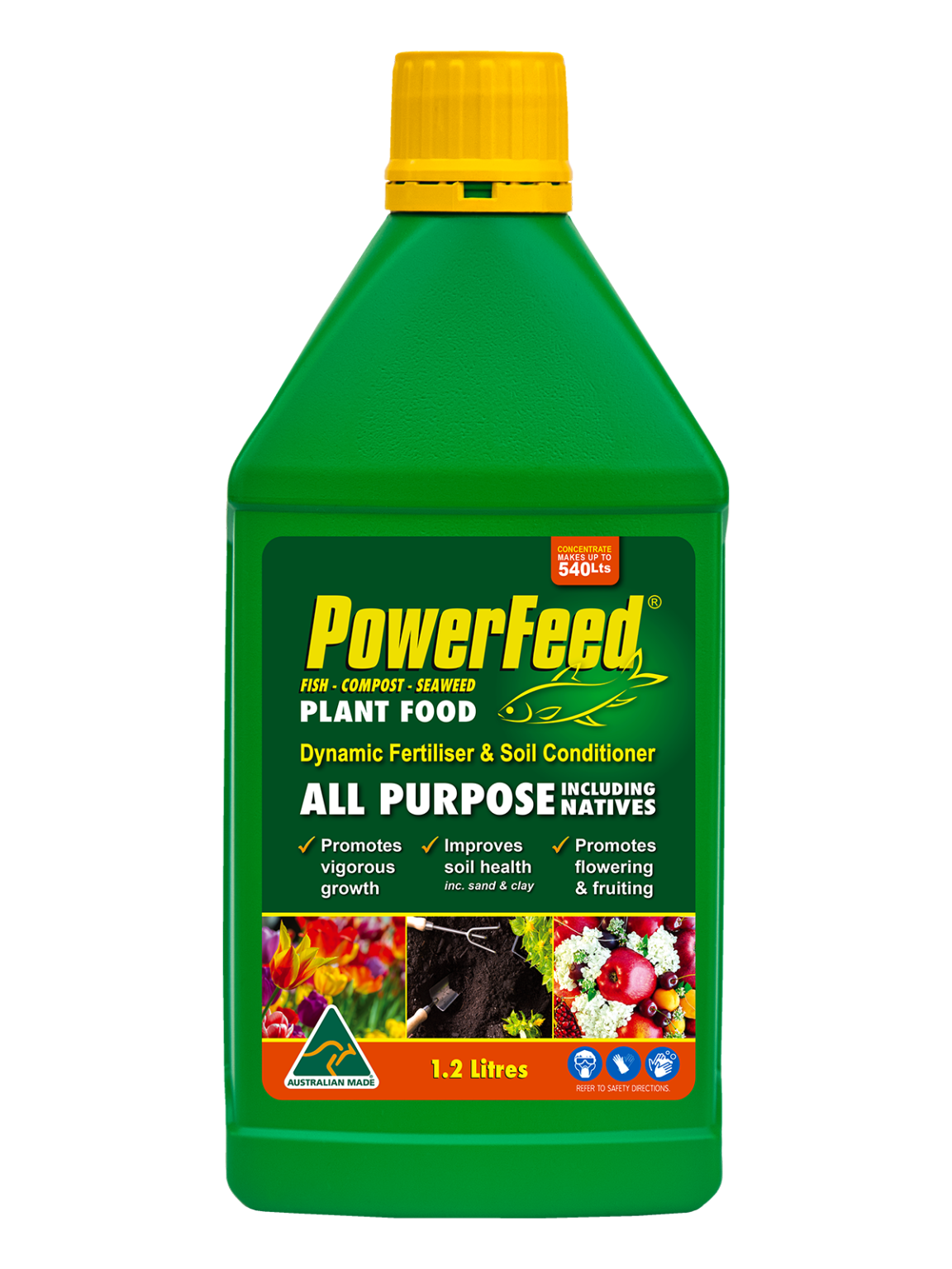 Native Violet Care: Planting & Growing Guide | Seasol