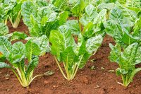 How to Grow Silverbeet - Tips for Bumper Crops | Seasol