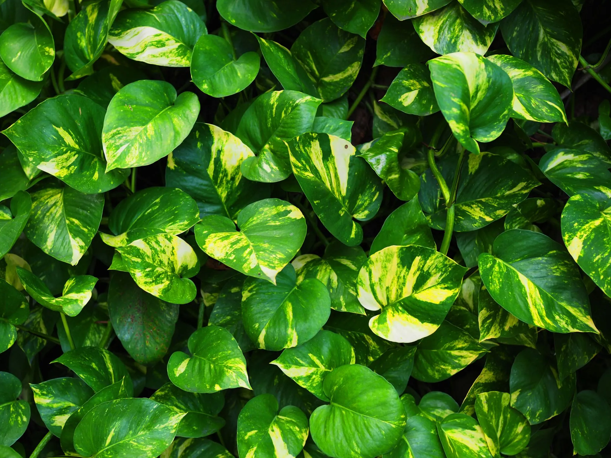 Find Seasol Products: Where to Buy in Australia