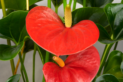 Anthurium Andraeanum: Indoor Plant Care & Tips | Seasol
