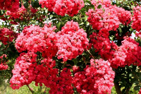 How to Grow Crepe Myrtle - Benefits & Care Tips | Seasol