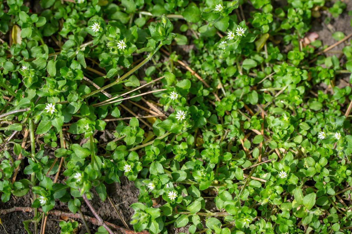 Controlling Chickweed: Removal & Herbicide Options | Seasol