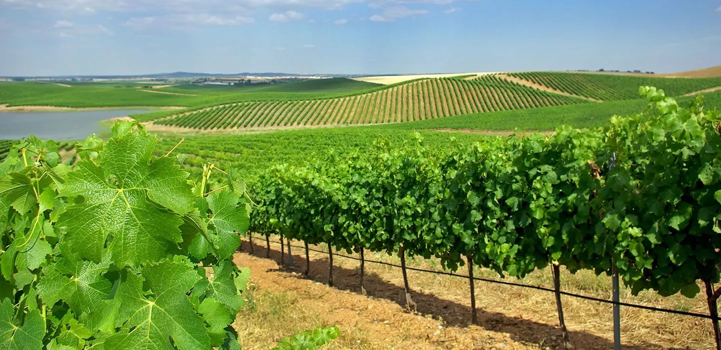 Seasol International: Garden Solutions Worldwide | Seasol