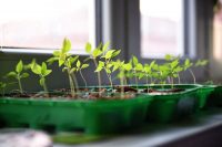 How to Grow Chilies - A Step-by-Step Guide | Seasol