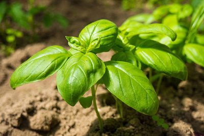 Basil or Sweet Basil: Growing Guide for a Successful Harvest | Seasol