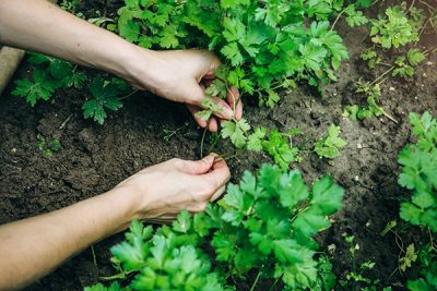 Growing Parsley - Tips for Planting & Harvesting | Seasol