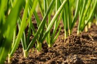 How to Grow Spring Onions - Expert Tips | Seasol