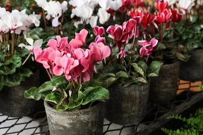 How to Grow Cyclamen - Expert Tips & Growing Guide | Seasol
