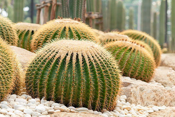 Cacti Care Guide: Grow Healthy Cacti in Your Garden | Seasol