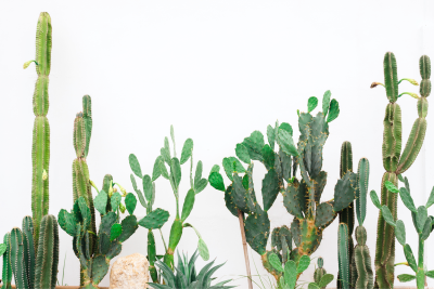 Cacti Care Guide: Grow Healthy Cacti in Your Garden | Seasol