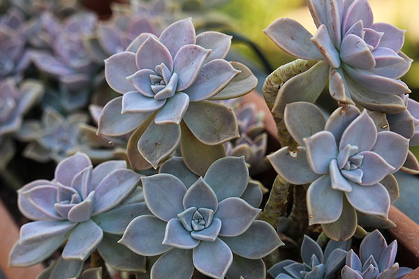 7 Drought-Resistant Plants for Aussie Gardens | Seasol