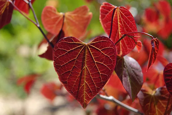 Forest pansy (Cercis canadensis ‘Forest Pansy’) | Seasol