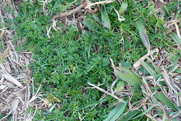 Control Garden Weeds for a Healthy Lawn | Seasol