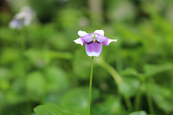 Native Violet Care: Planting & Growing Guide | Seasol