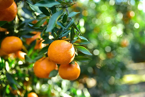 Growing Mandarins: Seasol's Guide to Healthy Citrus | 2025