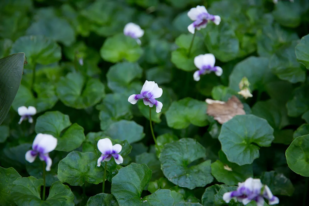 Native Violet Care: Planting & Growing Guide | Seasol