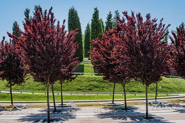 Flowering Prunus: Growing Guide & Care Tips | Seasol