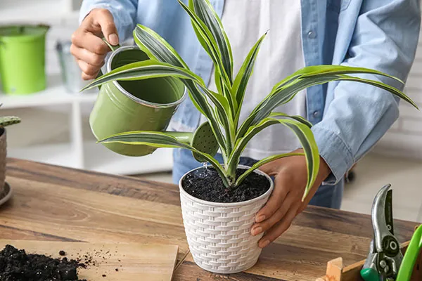 How To Care for Your Indoor Plants in Autumn | Seasol