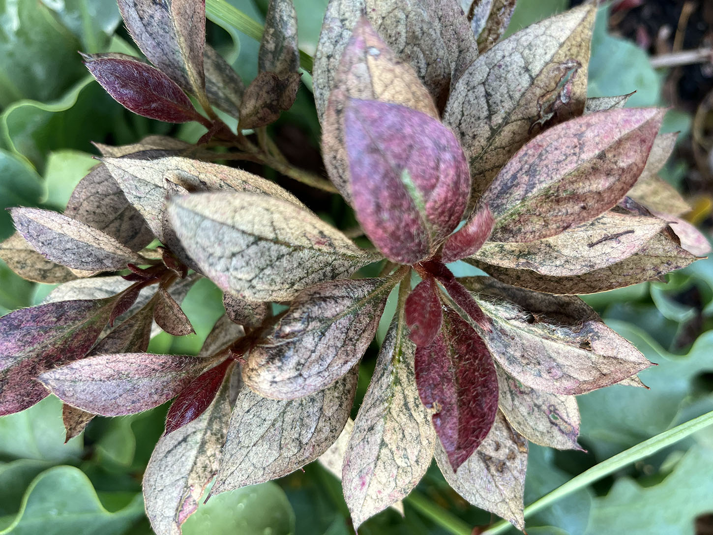 Azalea Lace Bug: Seasol's Guide to Treatment & Control