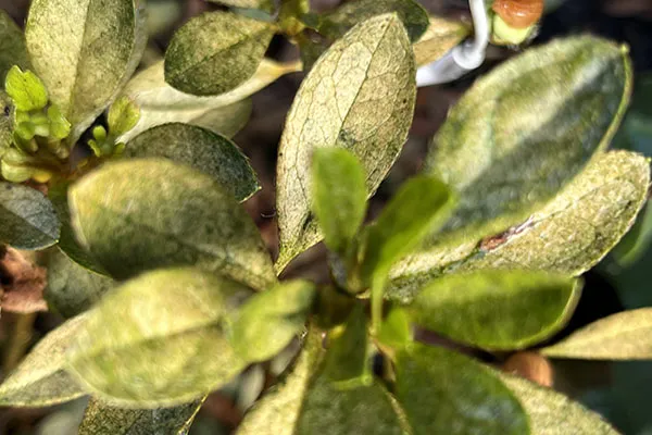 Azalea Lace Bug: Seasol's Guide to Treatment & Control