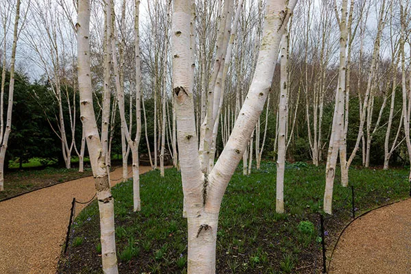Silver birch (Betula pendula) | Seasol