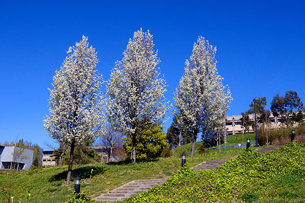 Ornamental pear (Pyrus calleryana) | Seasol