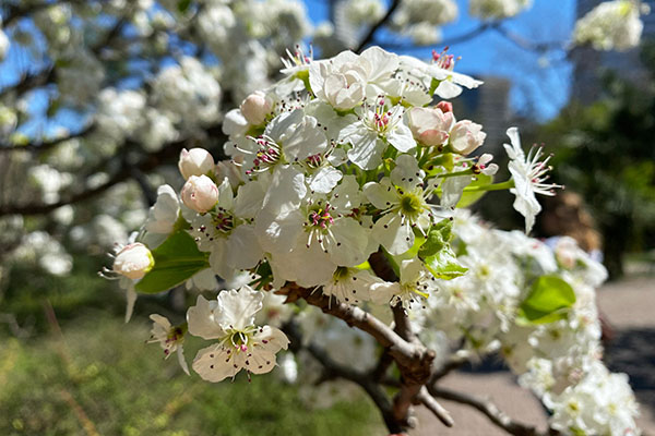 Ornamental pear (Pyrus calleryana) | Seasol