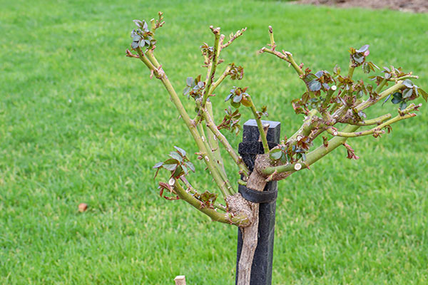 How to Successfully Plant Bare-Root Roses | Seasol
