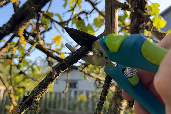7 Steps to Prepare the Garden for Spring | Seasol