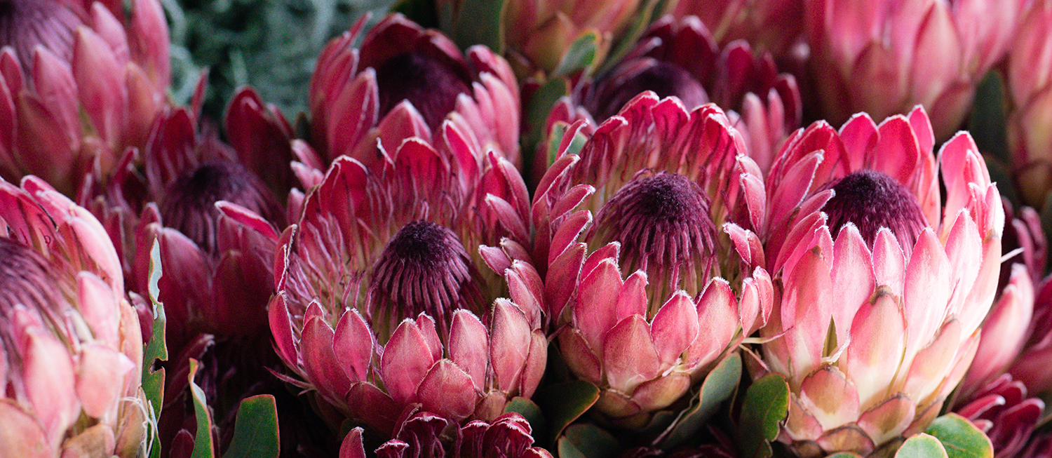 Proteas | Seasol