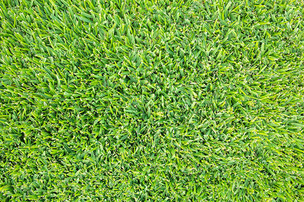 Lawn Varieties for Your Climate | Seasol | grass types