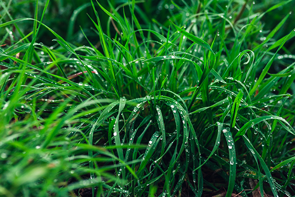 Lawn Varieties for Your Climate | Seasol | grass types