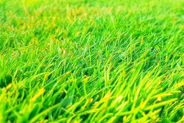 Lawn Varieties for Your Climate | Seasol | grass types