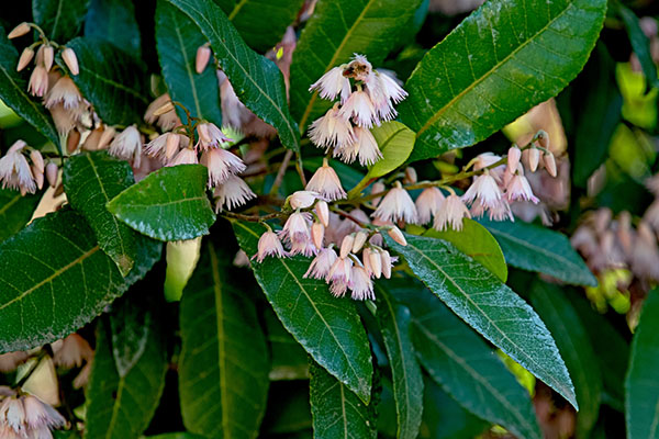 Blueberry ash (Elaeocarpus reticulatus) | Seasol