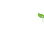 Native Violet Care: Planting & Growing Guide | Seasol